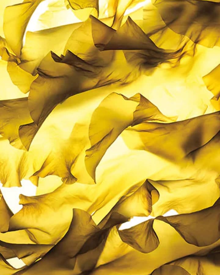 Our Ingredients | Ingredient Glossary | La Mer