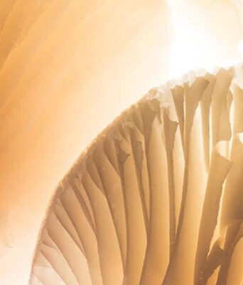 [Our Ingredient Philosophy] | Ingredients | Crème de la Mer